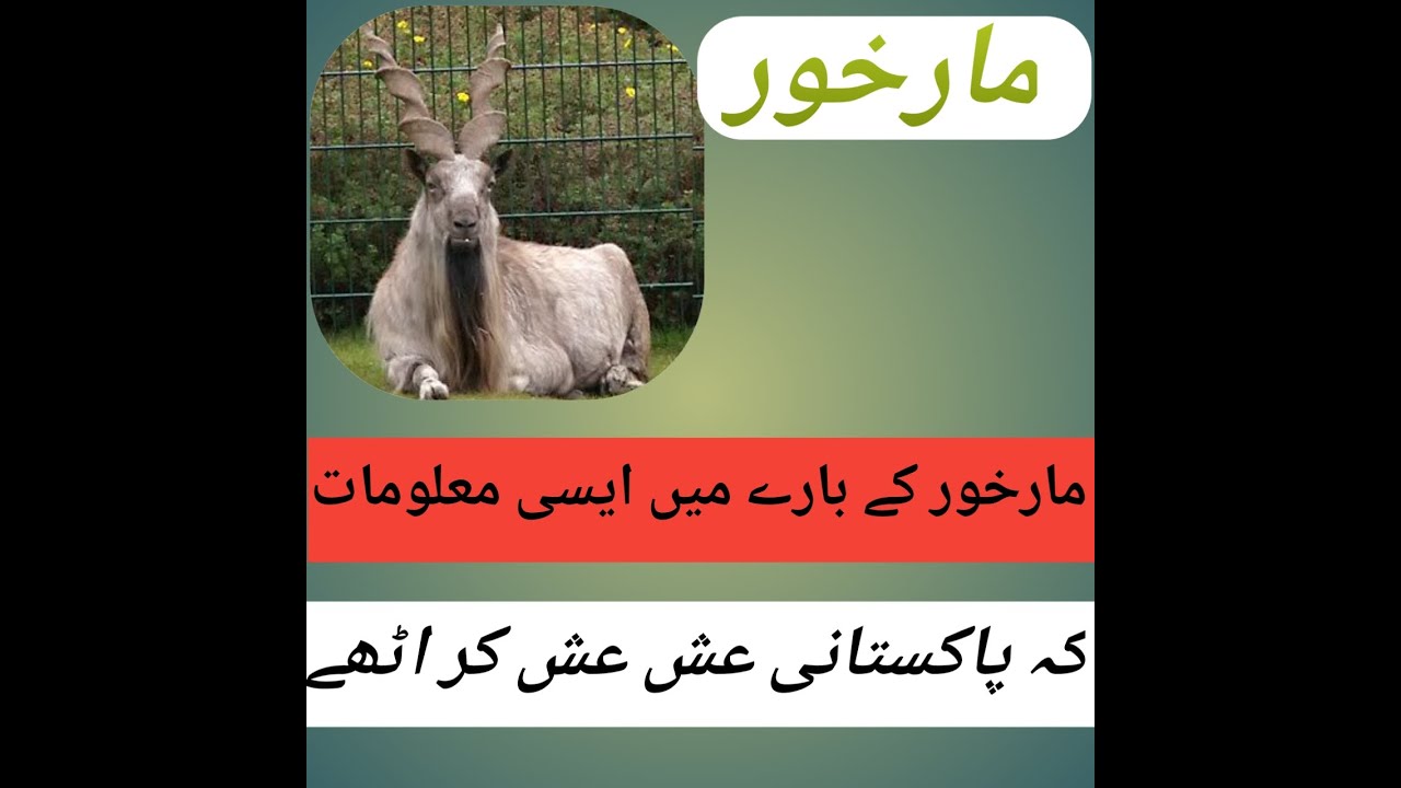 Animal information. ( مارخور )Pakistan national animal markhor - YouTube