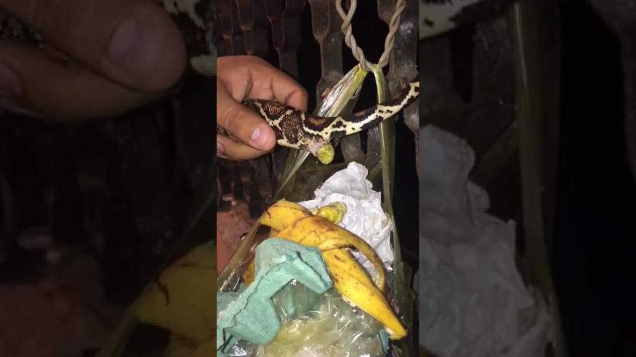 Serpiente Defecando || 1 - YouTube