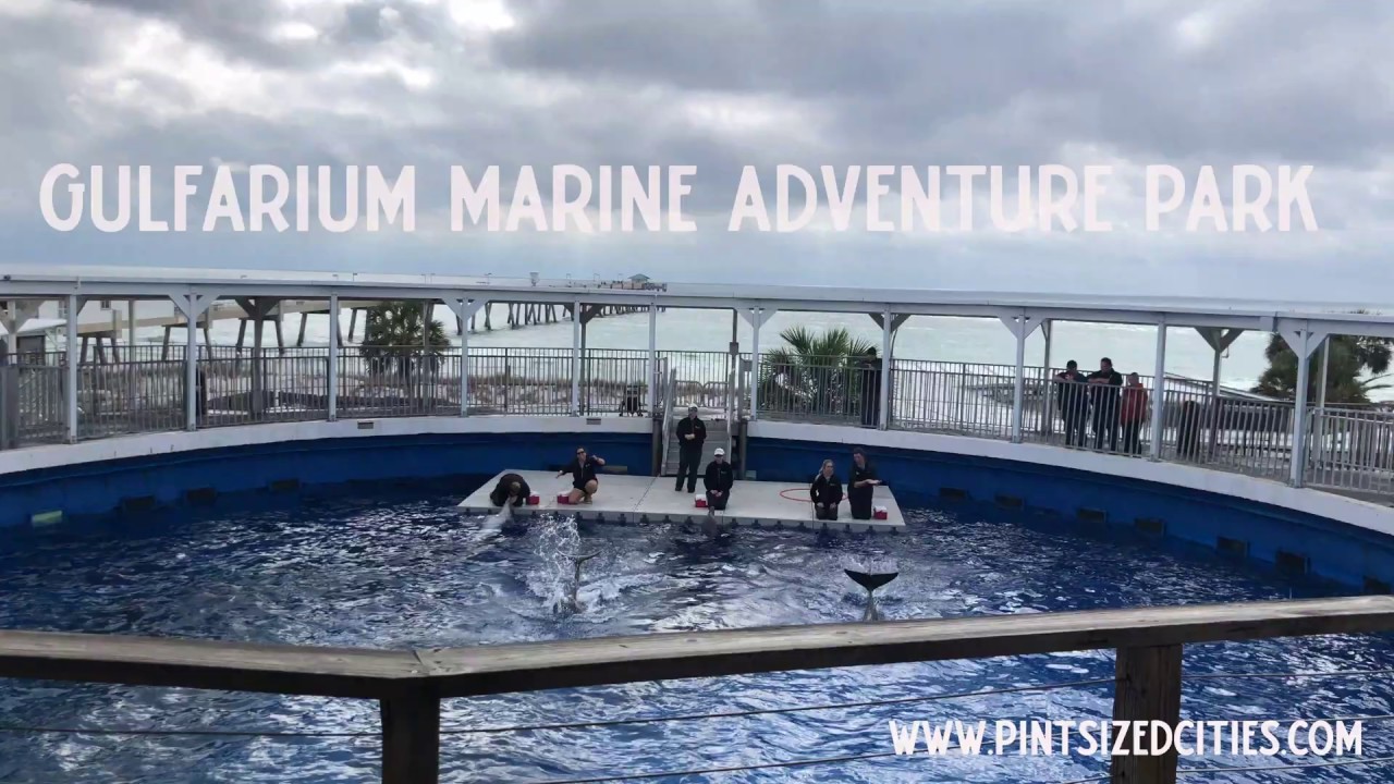 Gulfarium Marine Adventure Park Dolphin Show - YouTube