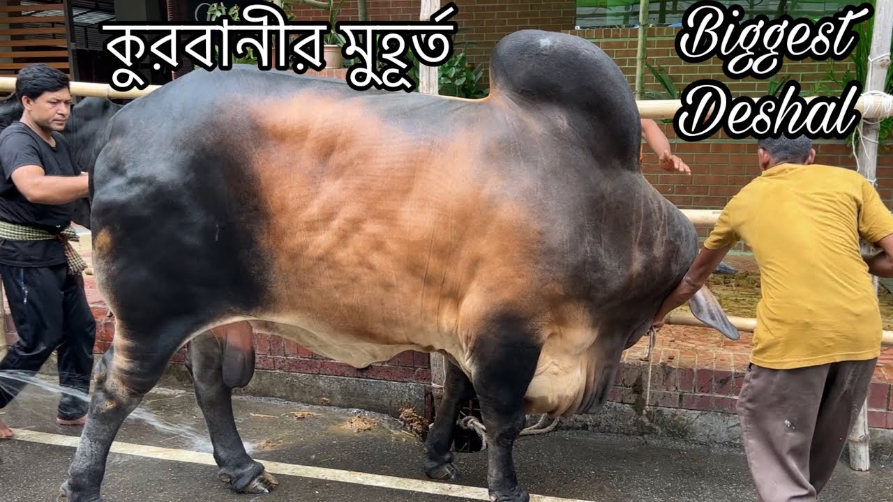 Biggest Pagla Deshal Grounding Time | Gorur Kurbani Te Lathi Khelo ...