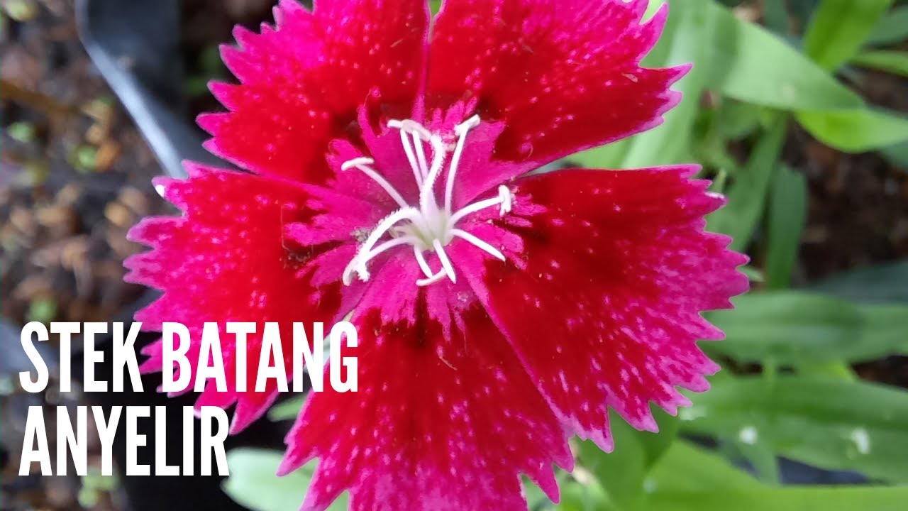 Cara Mudah Memperbanyak Anyelir dengan Stek Batang || How to Propagate ...