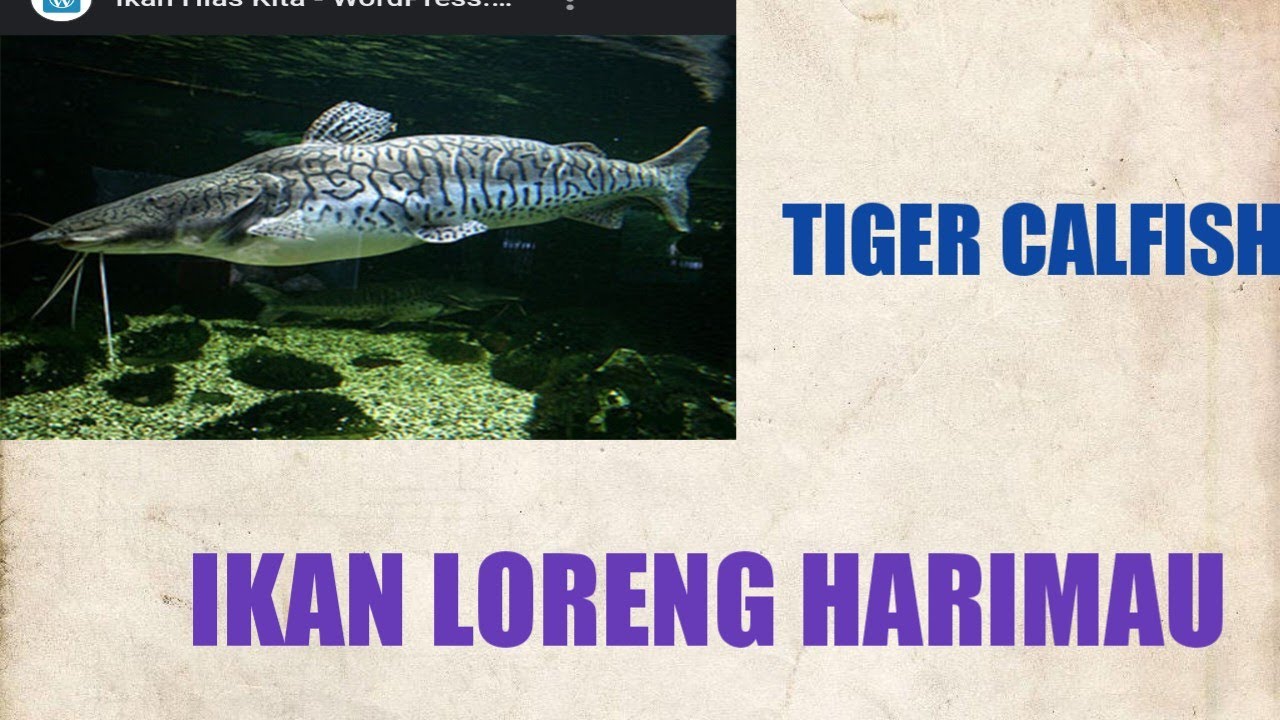 Ikan Tiger Calfish Lorengnya mirip Harimau - YouTube