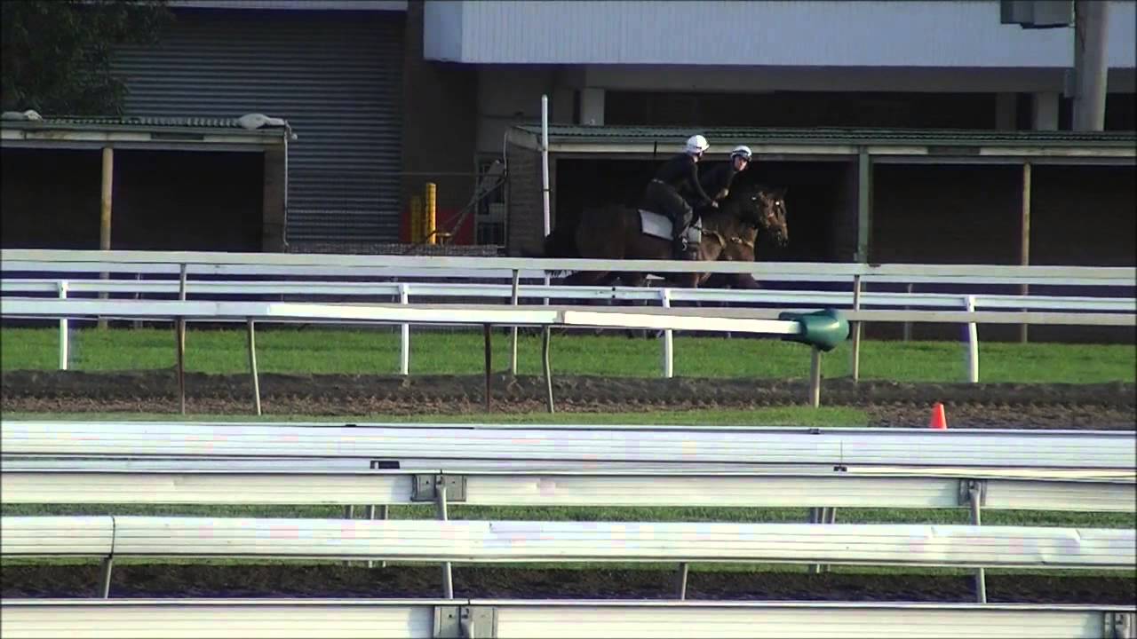 Chris Waller at track work on Northern Meteor - Villa Valencia colt ...