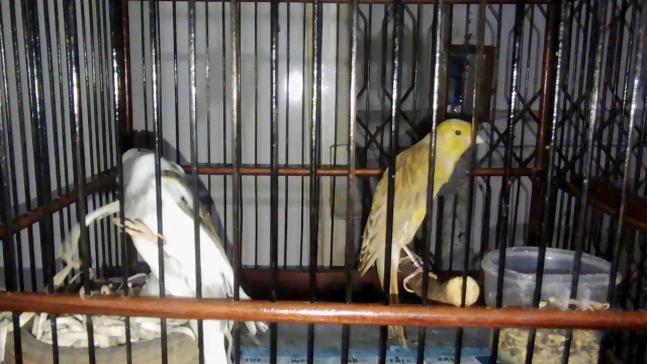 silang kenari SF dengan kenari loper!!! - YouTube