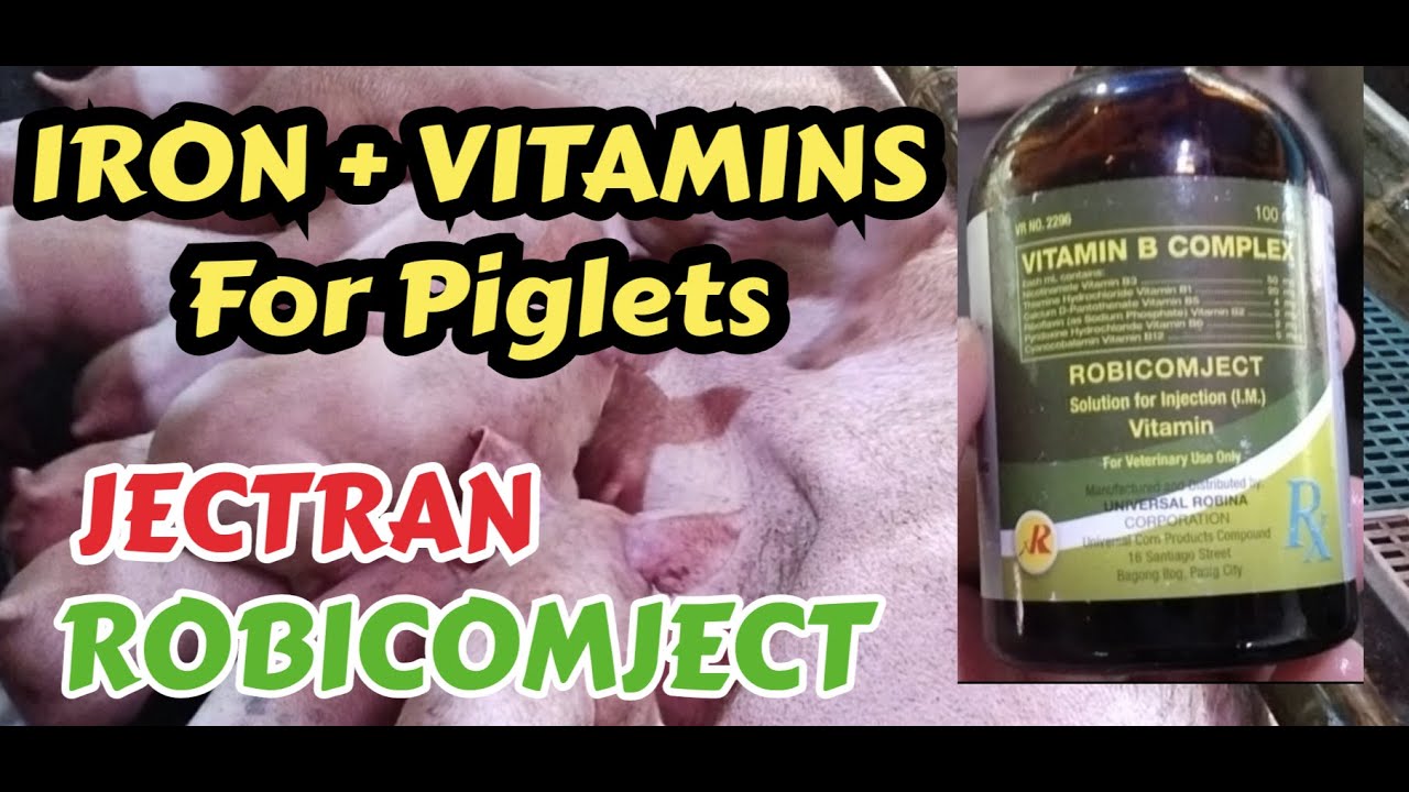 Pagturok ng IRON at VITAMINS sa biik | ROBICOMJECT | JECTRAN - YouTube