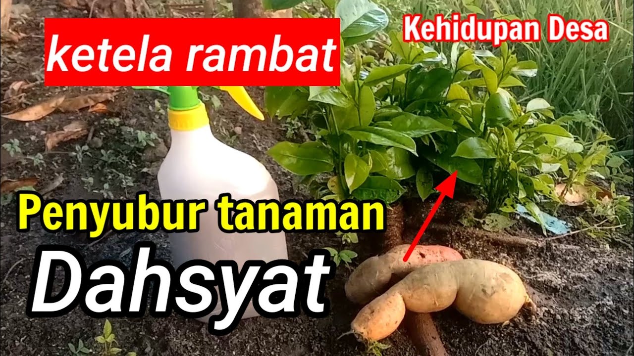 ketela rambat jadi penyubur tanaman yang handal - YouTube