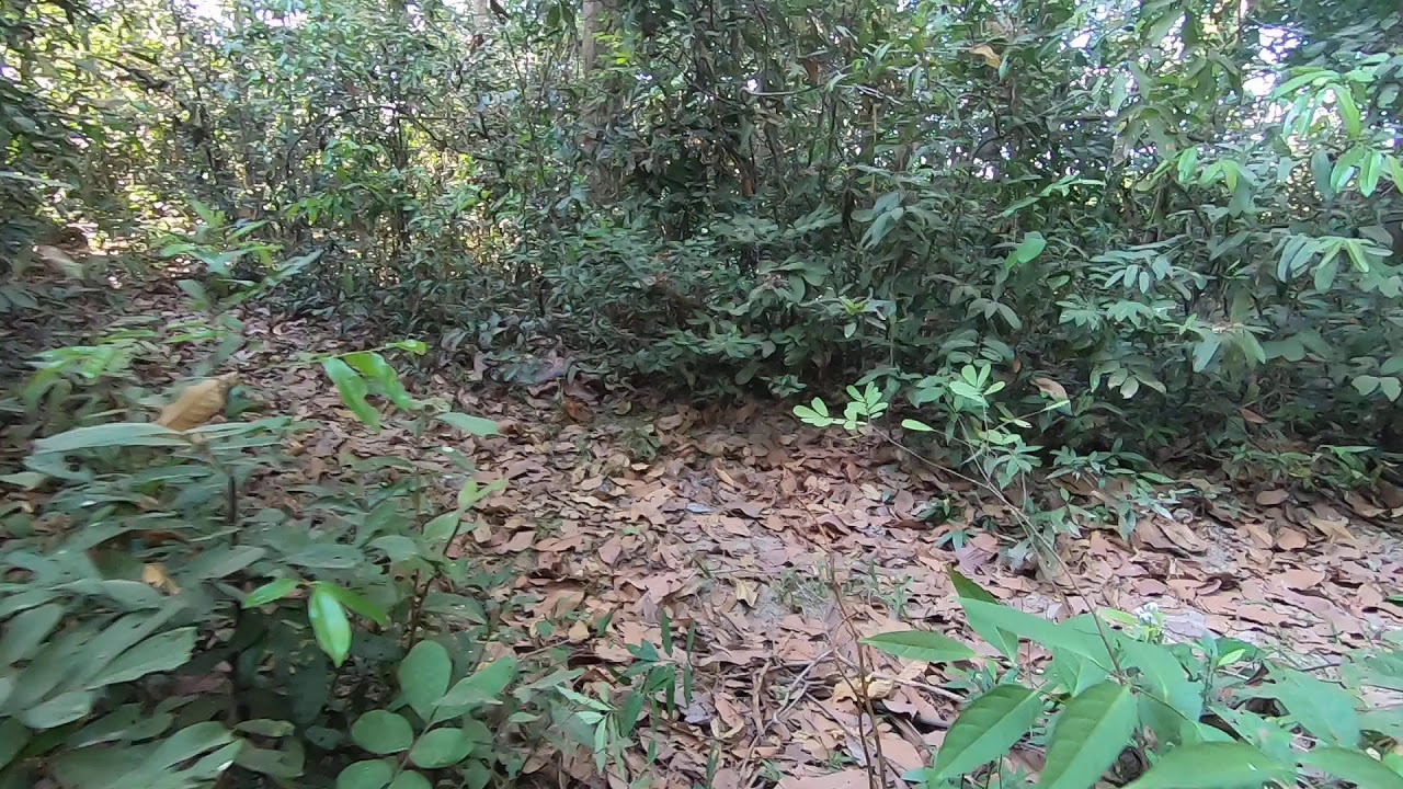 Temple hunting in Cambodia. - YouTube