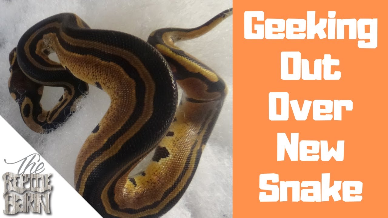 Ball Python Unboxing Video | Freaking Out Over Our Newest Snake - YouTube
