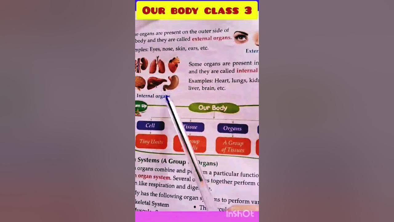 Our body class 3 Evs . cell ,tissue and Internal Organs and external ...