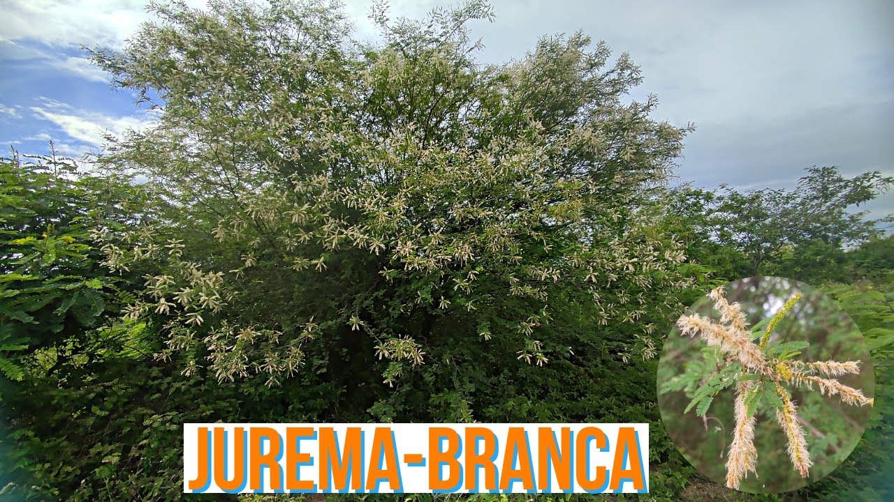 Jurema-branca, árvore nativa da Caatinga - YouTube