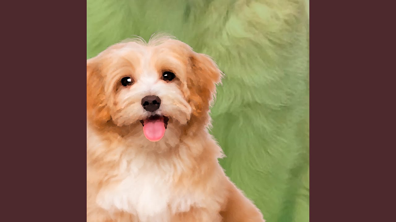 Cachorro Fofinho - YouTube