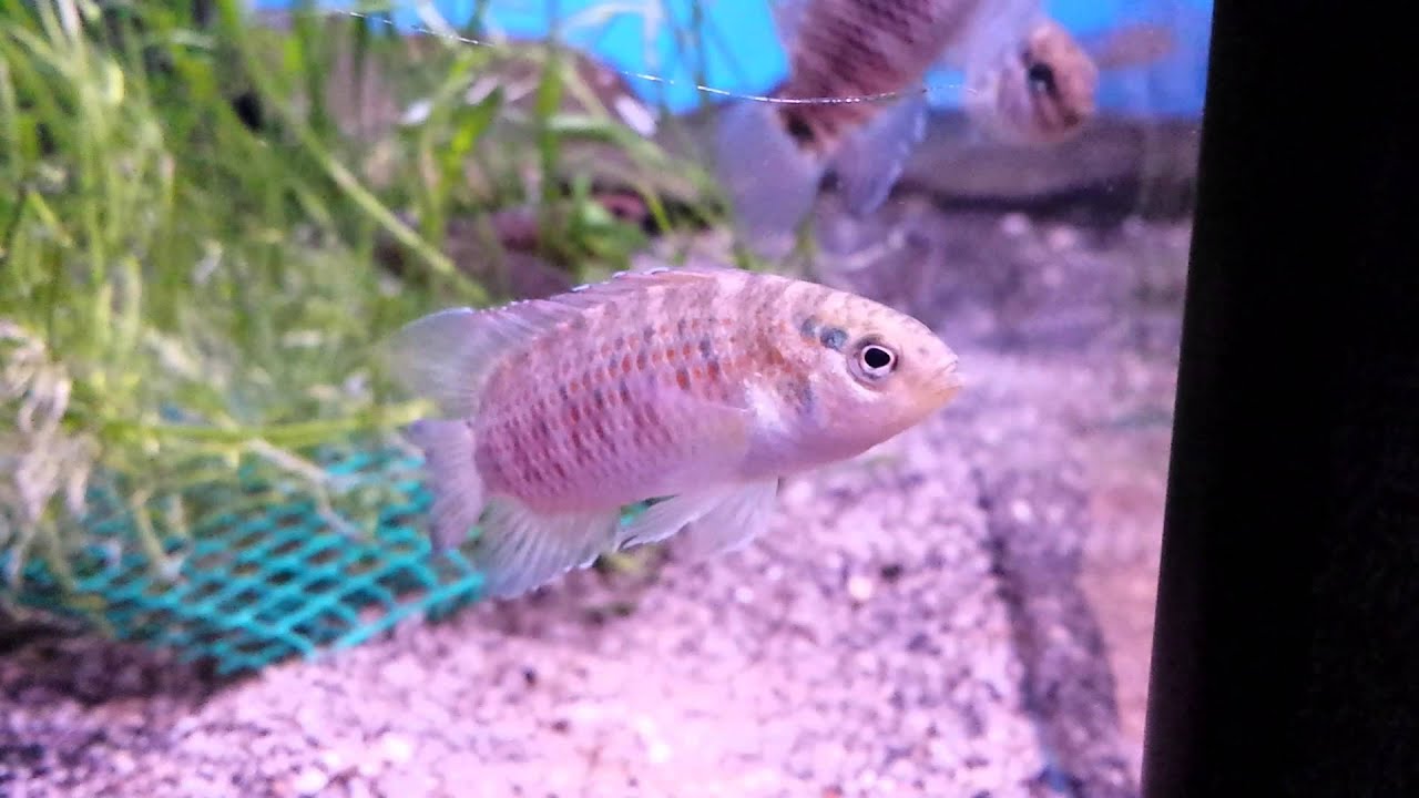 Badis sp. "Crimson Spot" (wild) bij Aquarium Speciaalzaak Utaka - YouTube