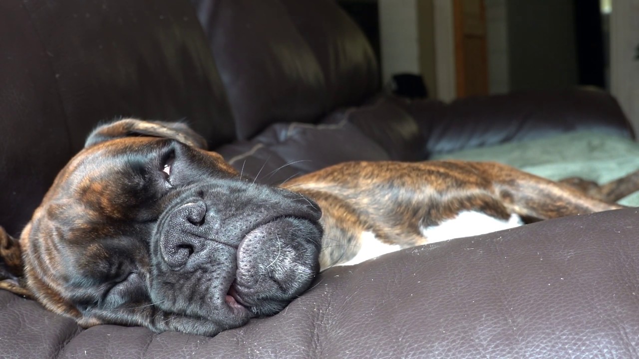 Cute Boxer Puppy Sammie Sleeping - YouTube