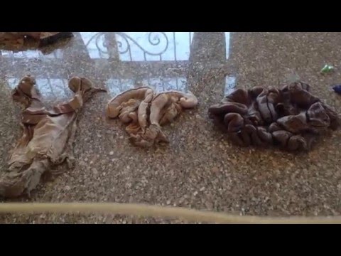 Female genital system of equines veterinary medicine pt1
