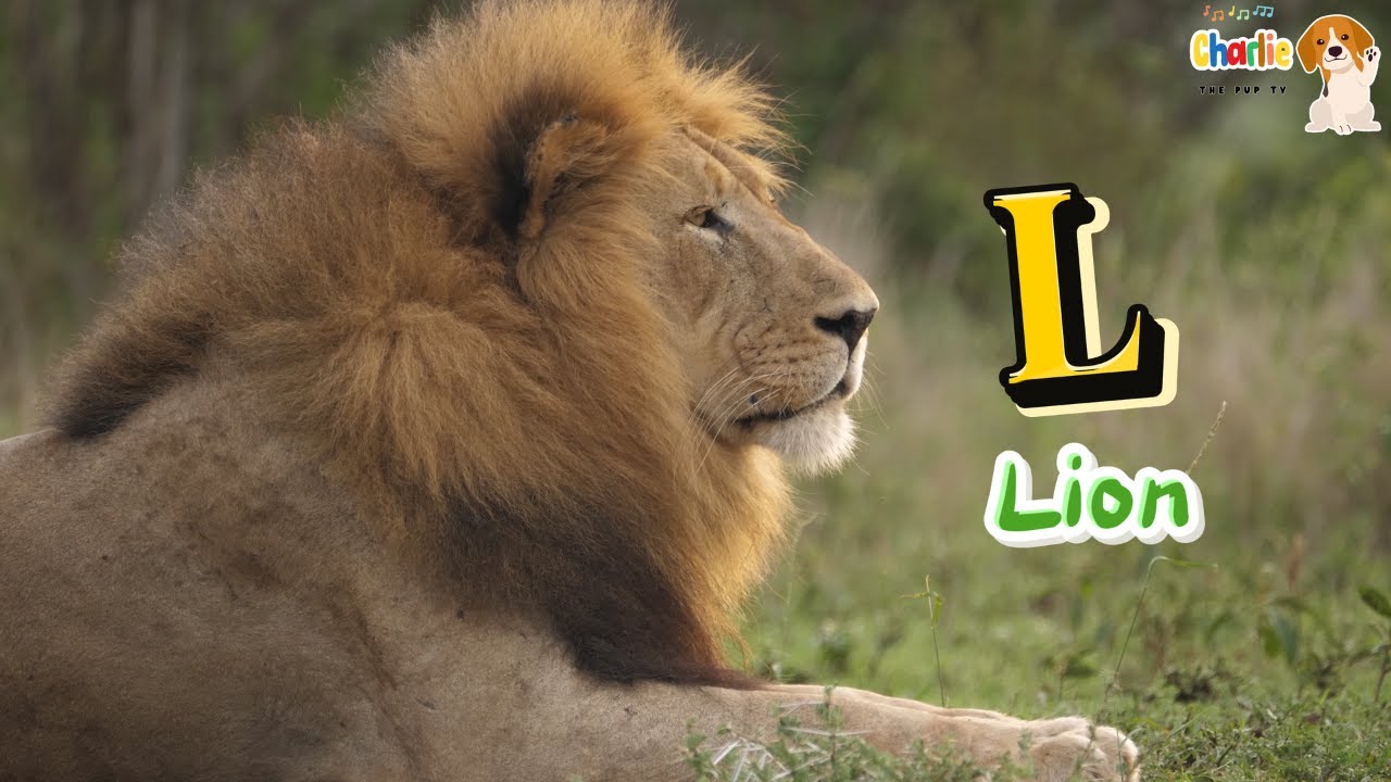 ABC Safari Animals Song for Kids | Learn the Alphabet #abcd - YouTube