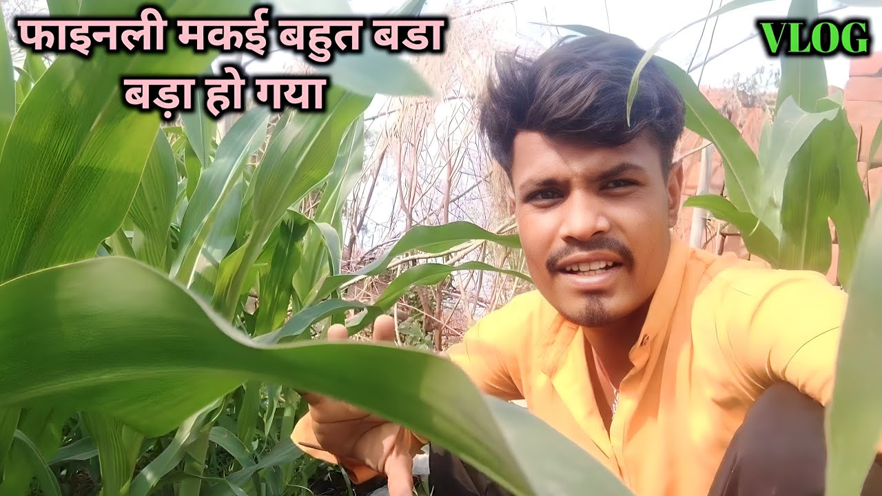 Makai Ke Undar Aaj Me Chup Gaye Kisi Ko Pata Bhi Nahi Chala Saare Log Khojte Rahe ๐๐ Youtube