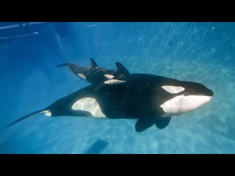 Happy Birthday Squeak!! ️ - YouTube