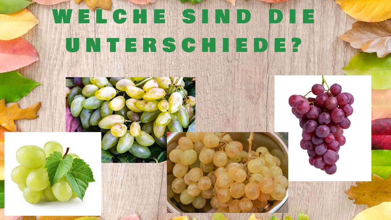 Tafeltrauben: Finden Sie heraus, welche Sorte die richtige für Sie ist ...