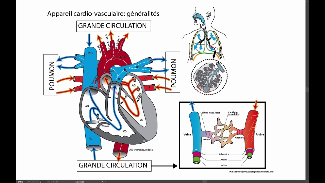 Généralités sur l'appareil cardiovasculaire - YouTube