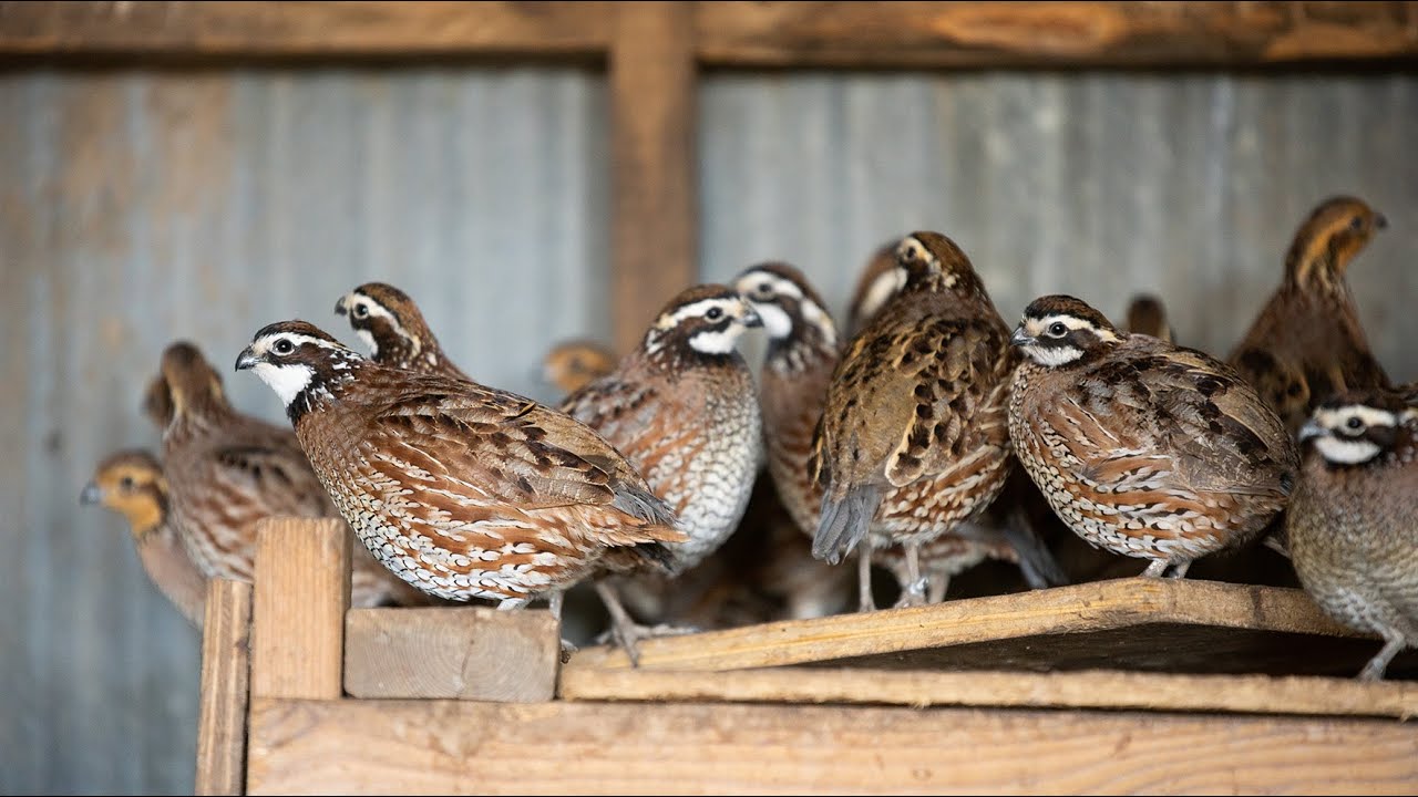 Gold Dust Ranch, Quail Clip - YouTube
