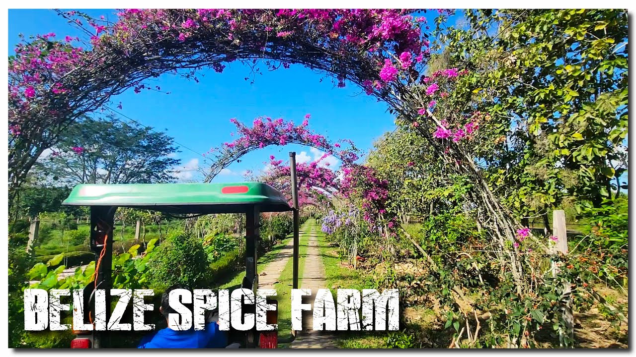 We Travel to BELIZE SPICE FARM | Story Time with Grandma - YouTube