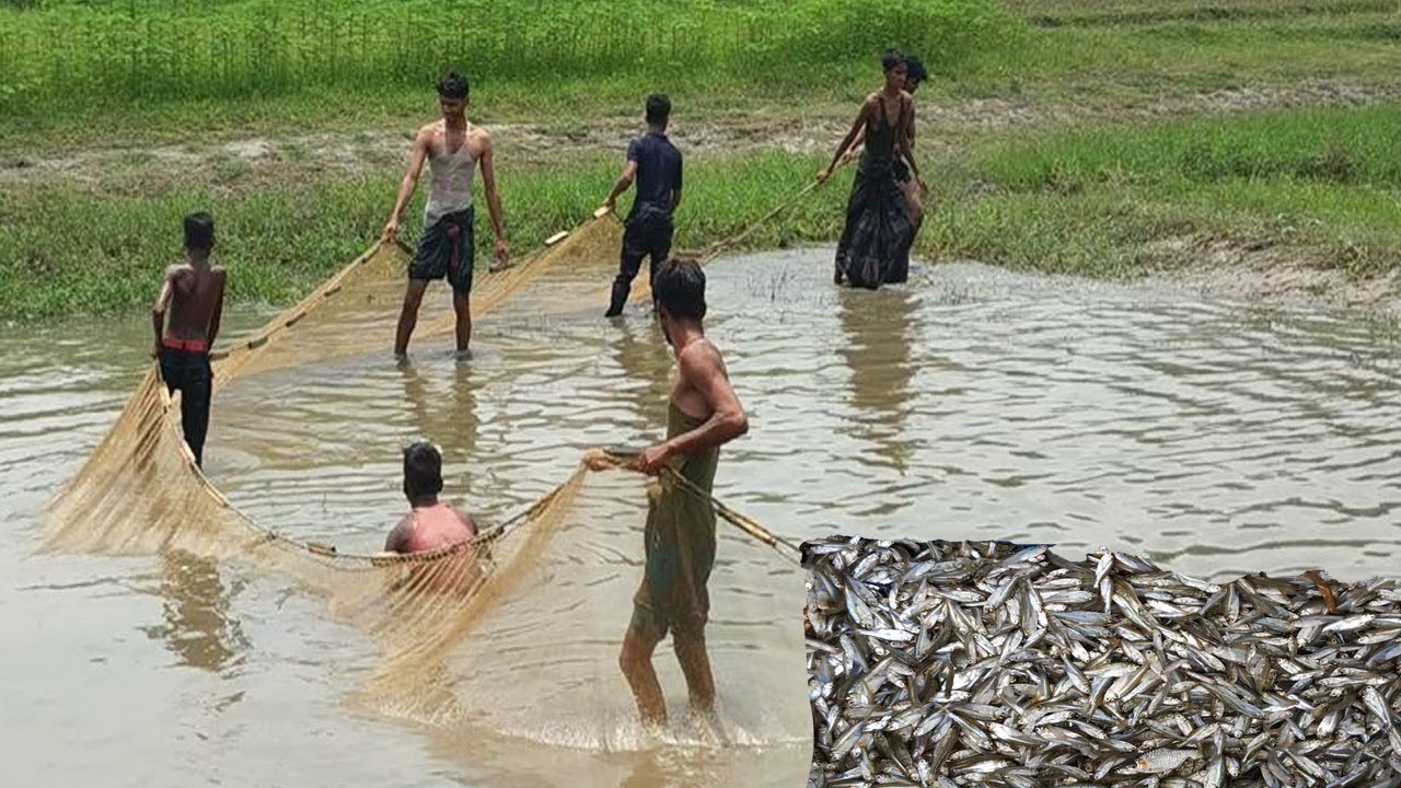 Traditional Net Fishing || Village Boys Fish Catching Using by Net in ...