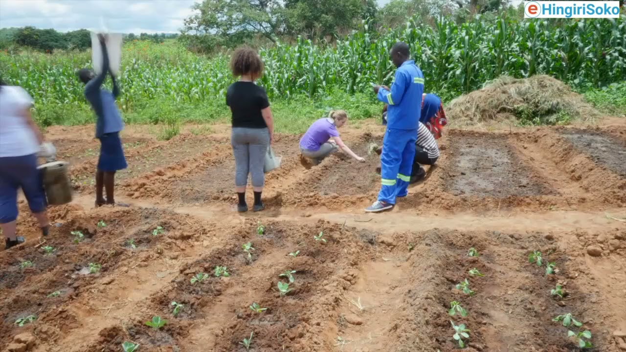 Inyigisho Y' Ubuhinzi Bwa Ibitunguru - YouTube