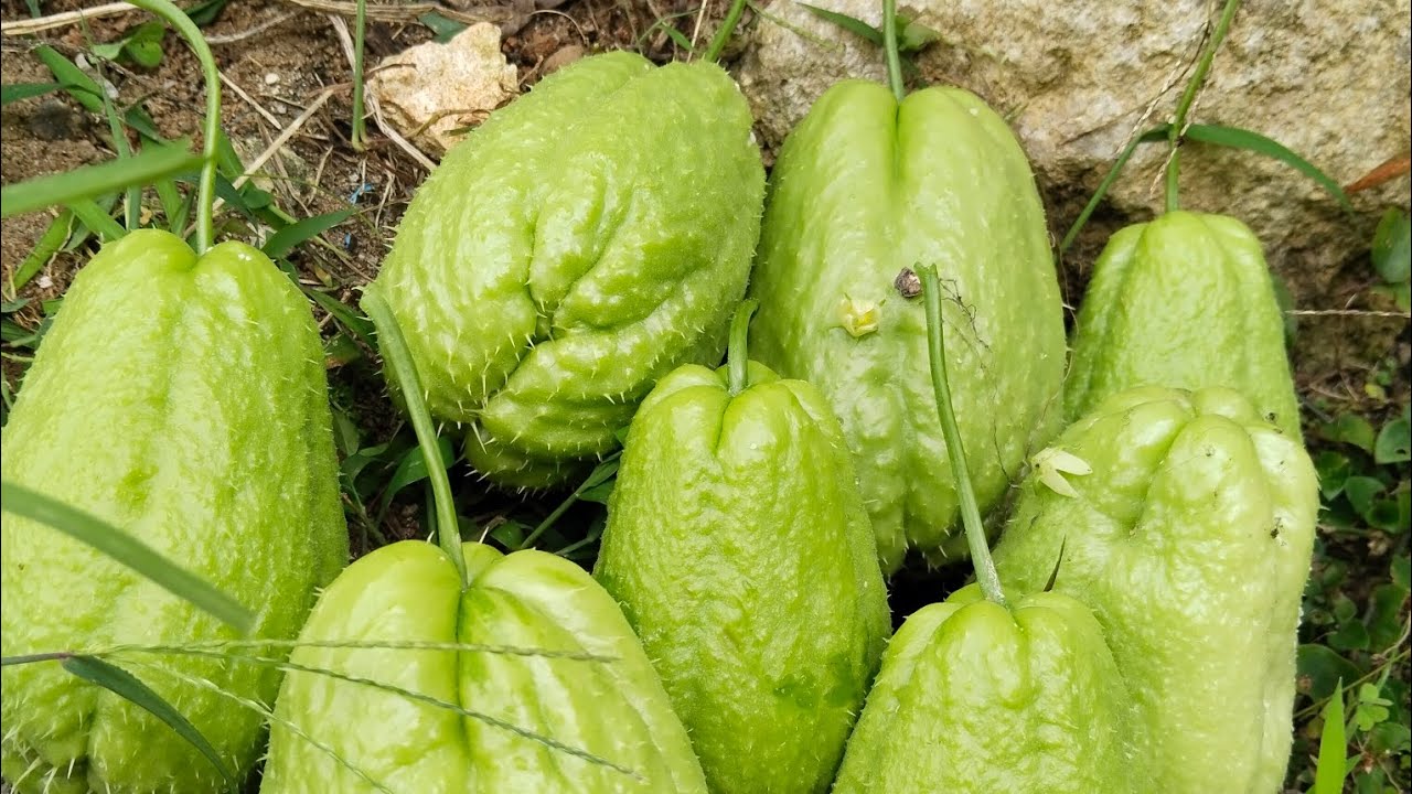 Harvesting Sayote | Healthy Eating ️ - YouTube