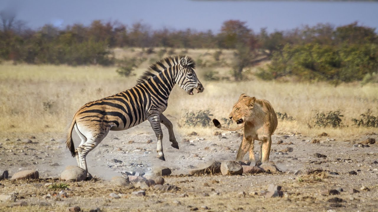 Lion Attack Zebra Fail - YouTube