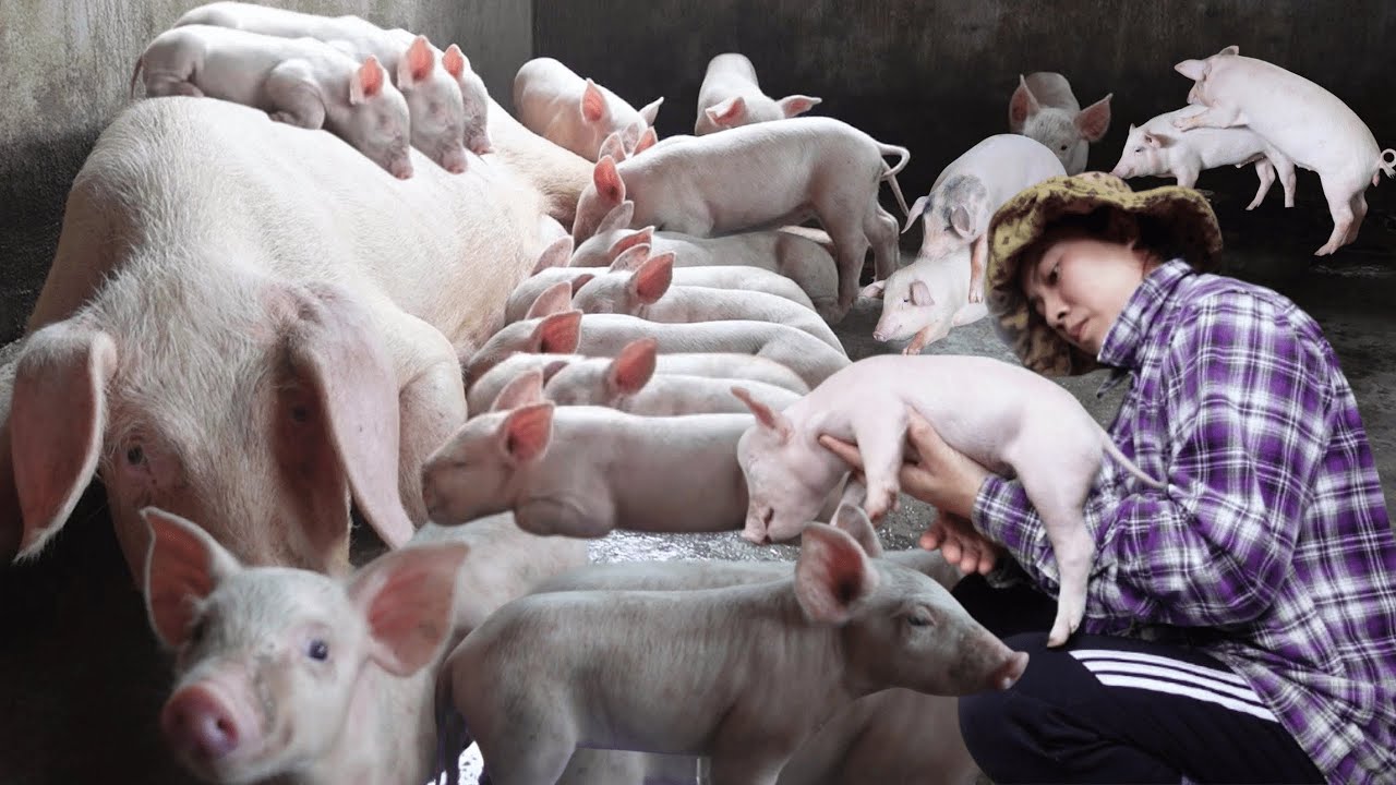 Pig Farming for Beginners: Launch Your Farm with No Money - YouTube