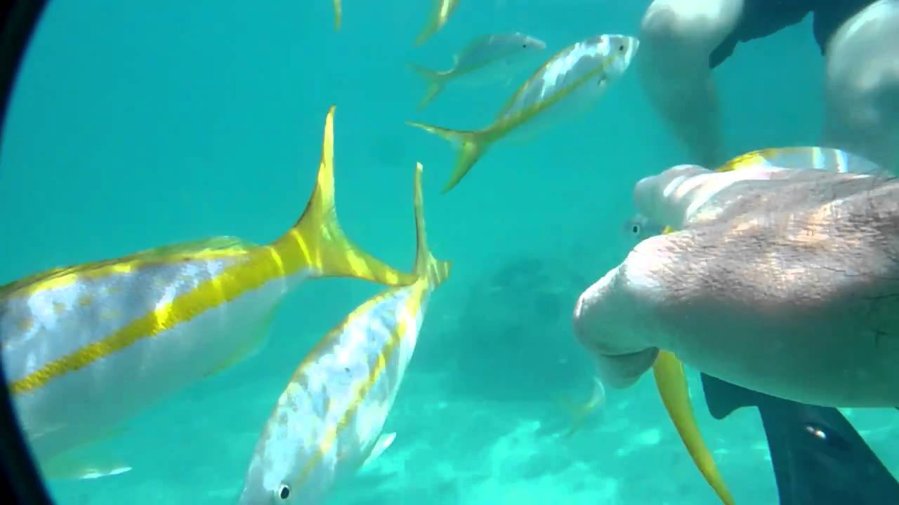 Disney Castaway Cay Snorkeling 1 - YouTube