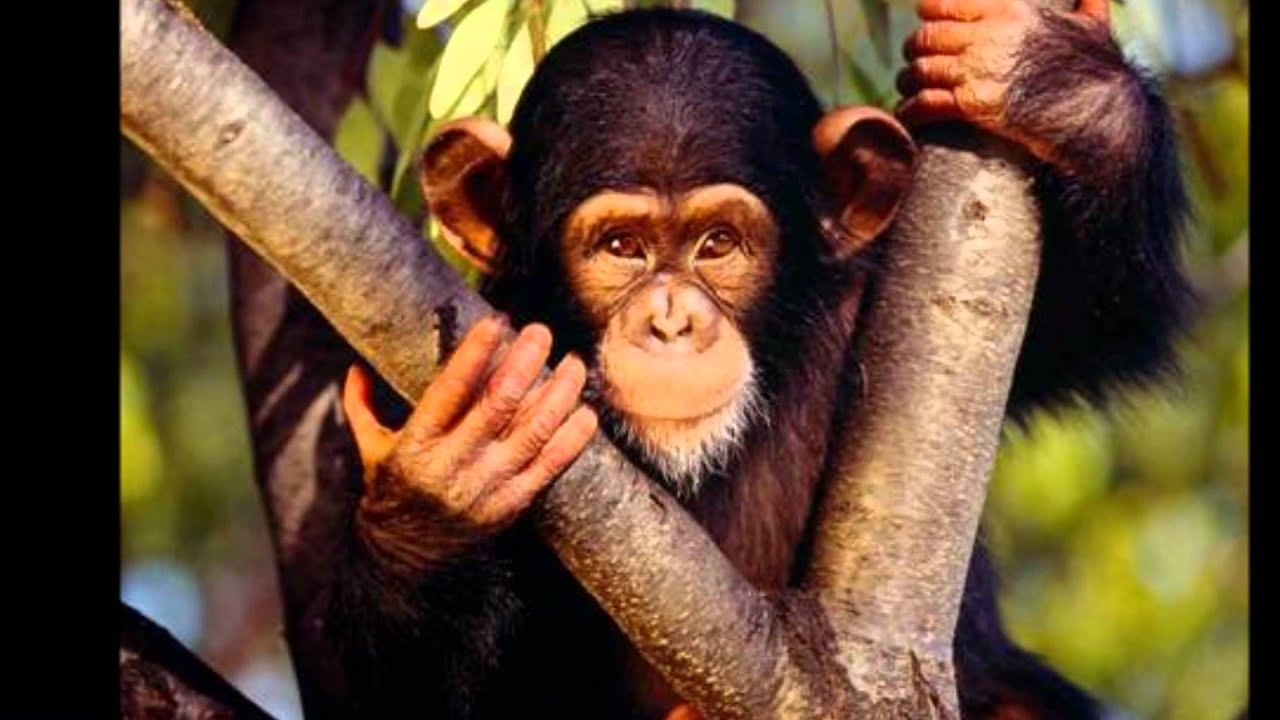 Ejemplos de comunicación animal - Idiomas UNT - YouTube