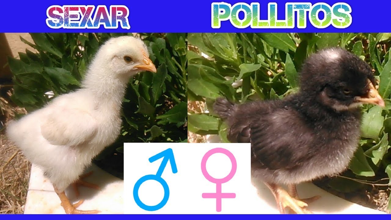Como S3XAR POLLITOS | ¿ Como saber si es MACHO o HEMBRA ? | 2018 - YouTube