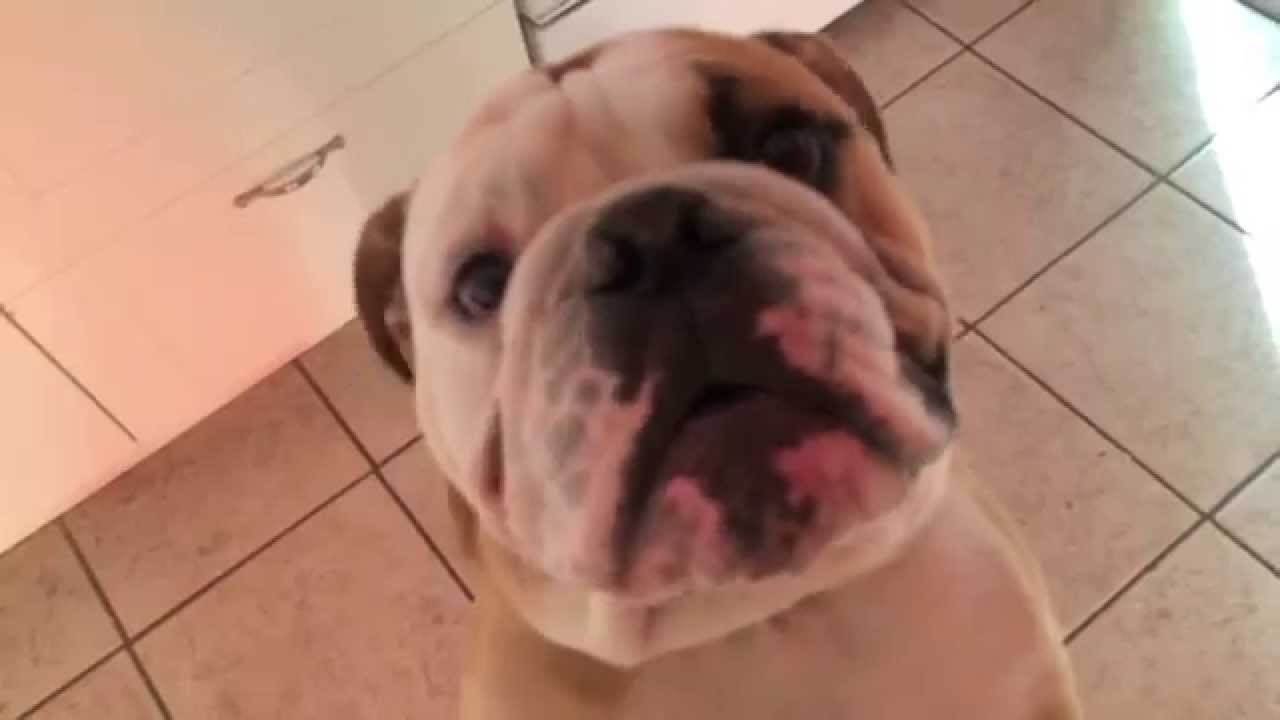 English Bulldog dislikes farts - YouTube