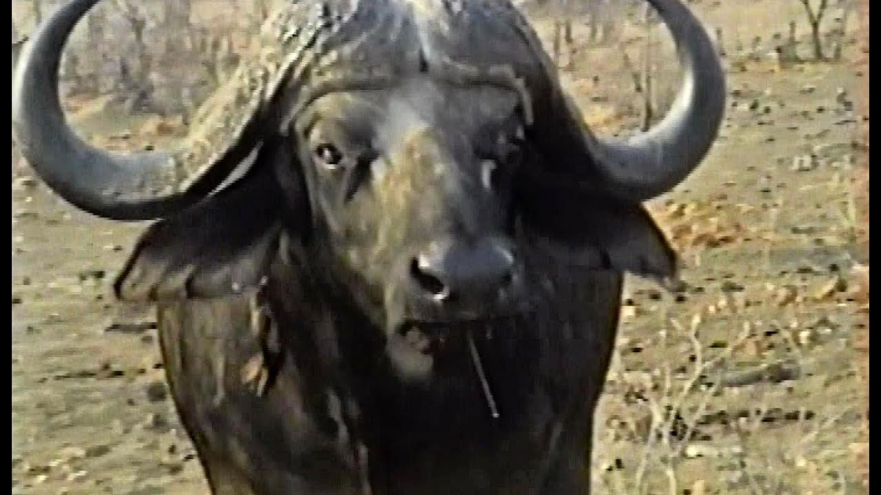 Crazy Buffalo vs Car in Kruger National Park. - YouTube