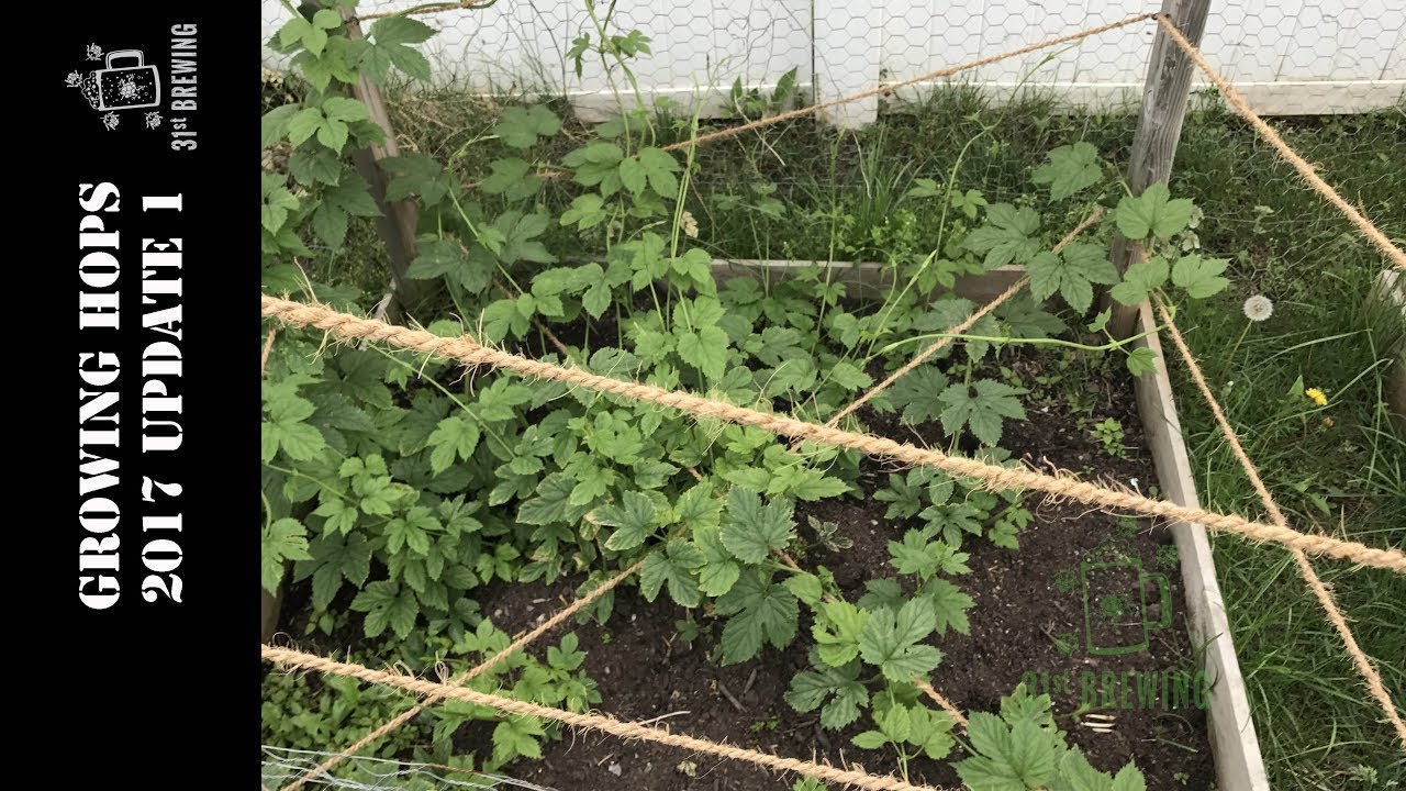 How To Grow Hops Part 2 2017 - YouTube