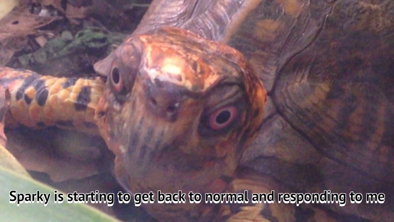 Box Turtle Injured-Sparky Vid - YouTube