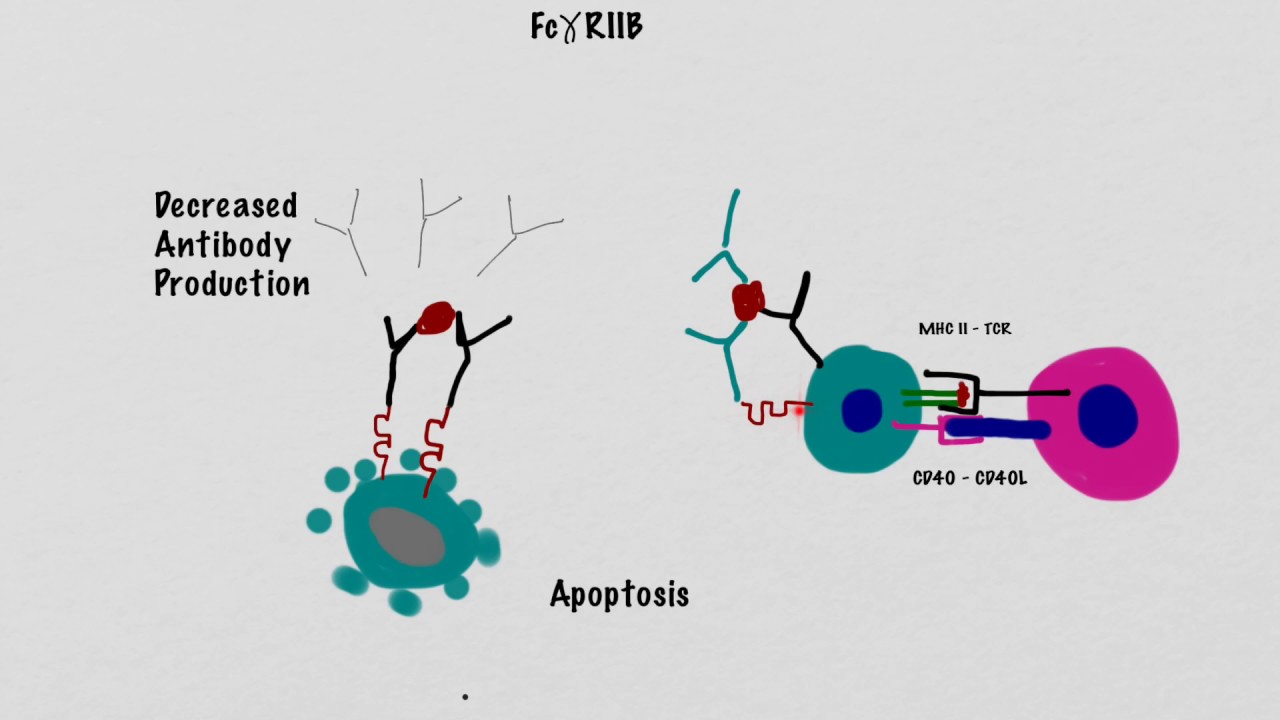 Peripheral Tolerance B Cells - YouTube