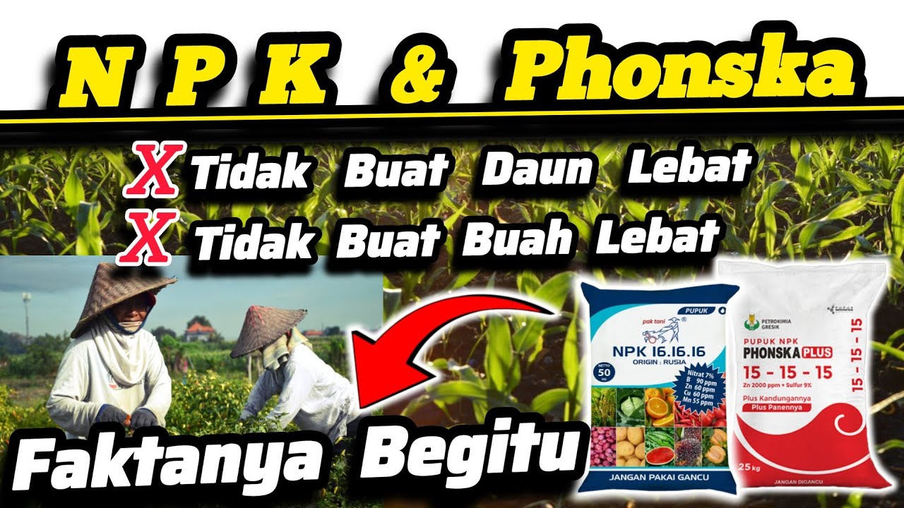 Pupuk NPK Mutiara 16 16 16 dan Phonska 15 15 15 Tidak Akan Maksimal ...