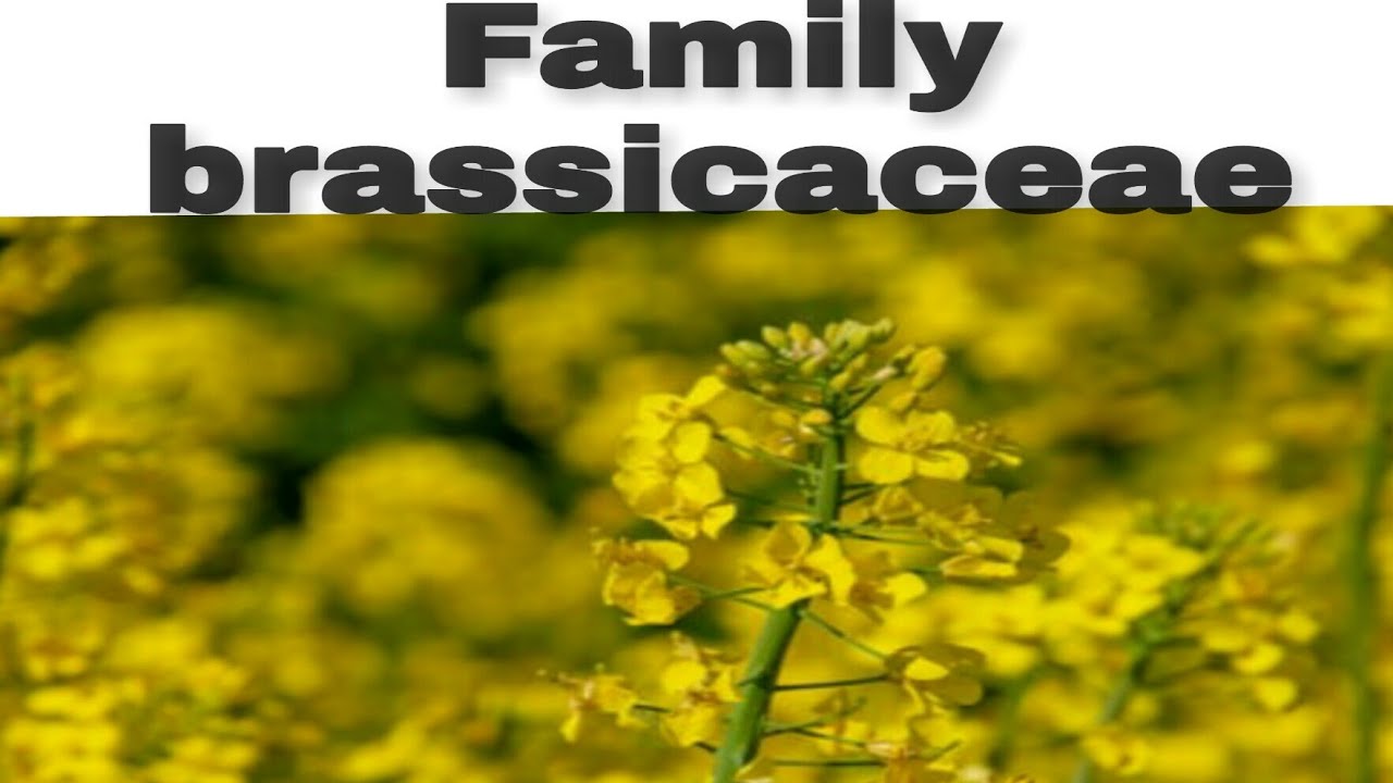 family brassicaceae (cruciferae) - YouTube