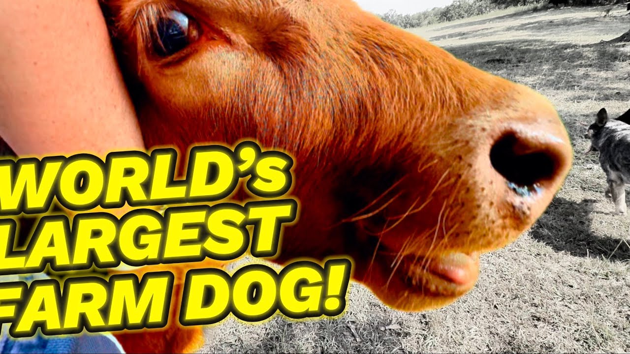 Meet Ginger! The World’s Largest Farm Dog! - YouTube