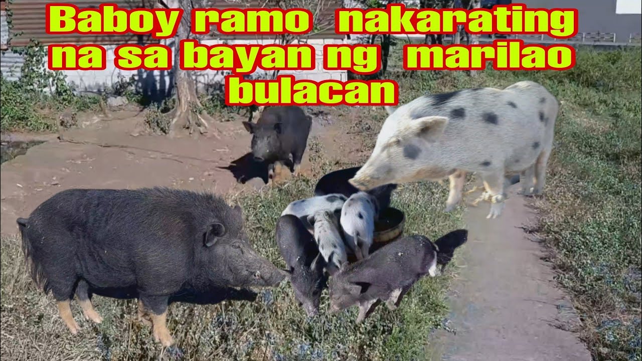Baboy ramo or wild pigs nakarating na sa bayan ng Marilao Bulacan - YouTube