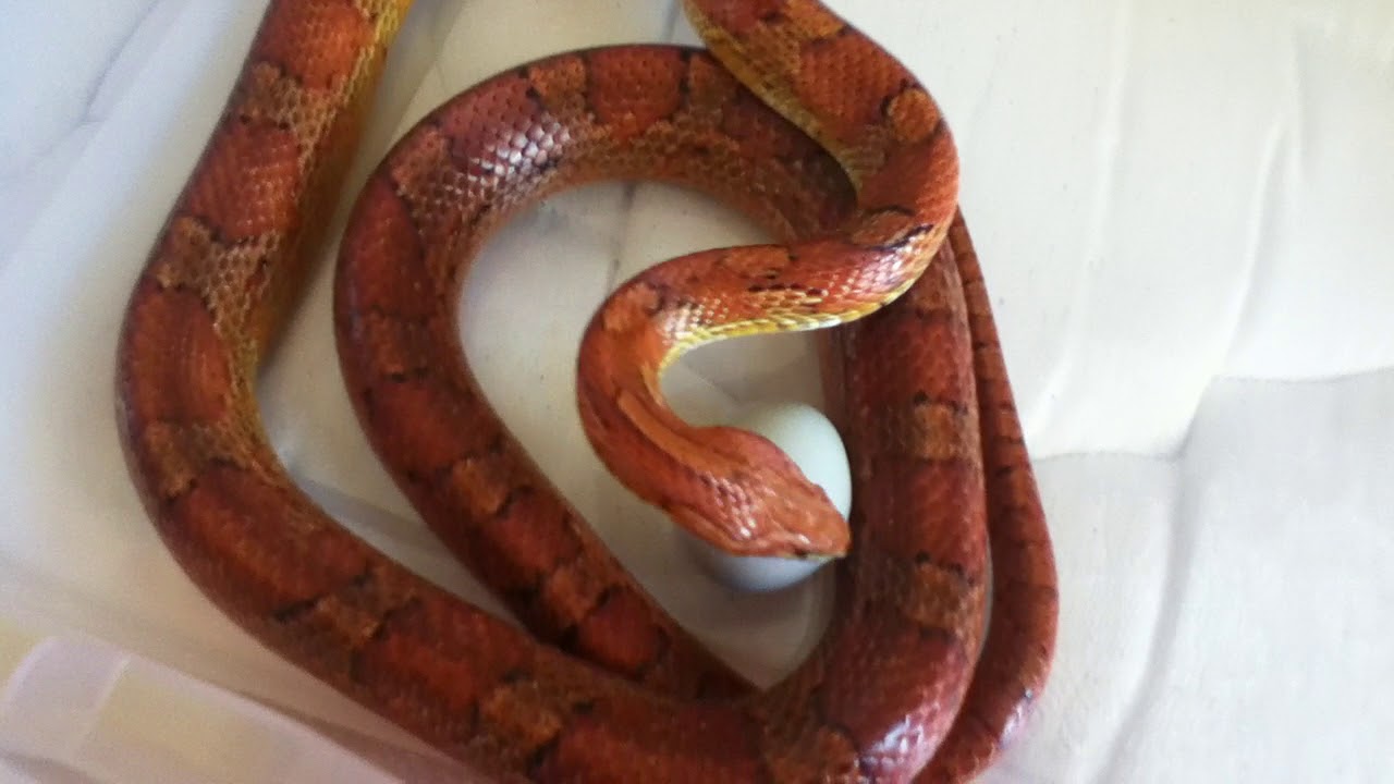 Normal adult male corn snake- Ares tries to eat an egg - YouTube
