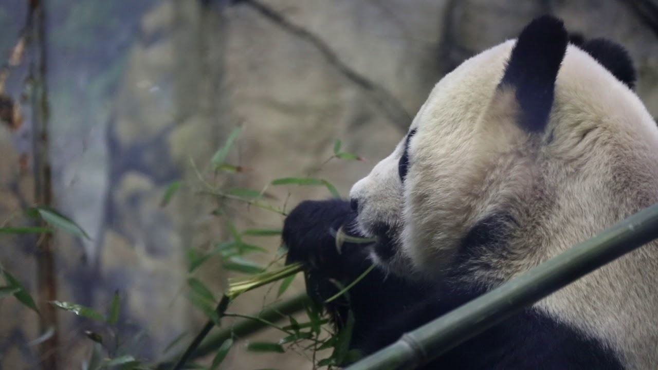 Panda & an Elephant - YouTube
