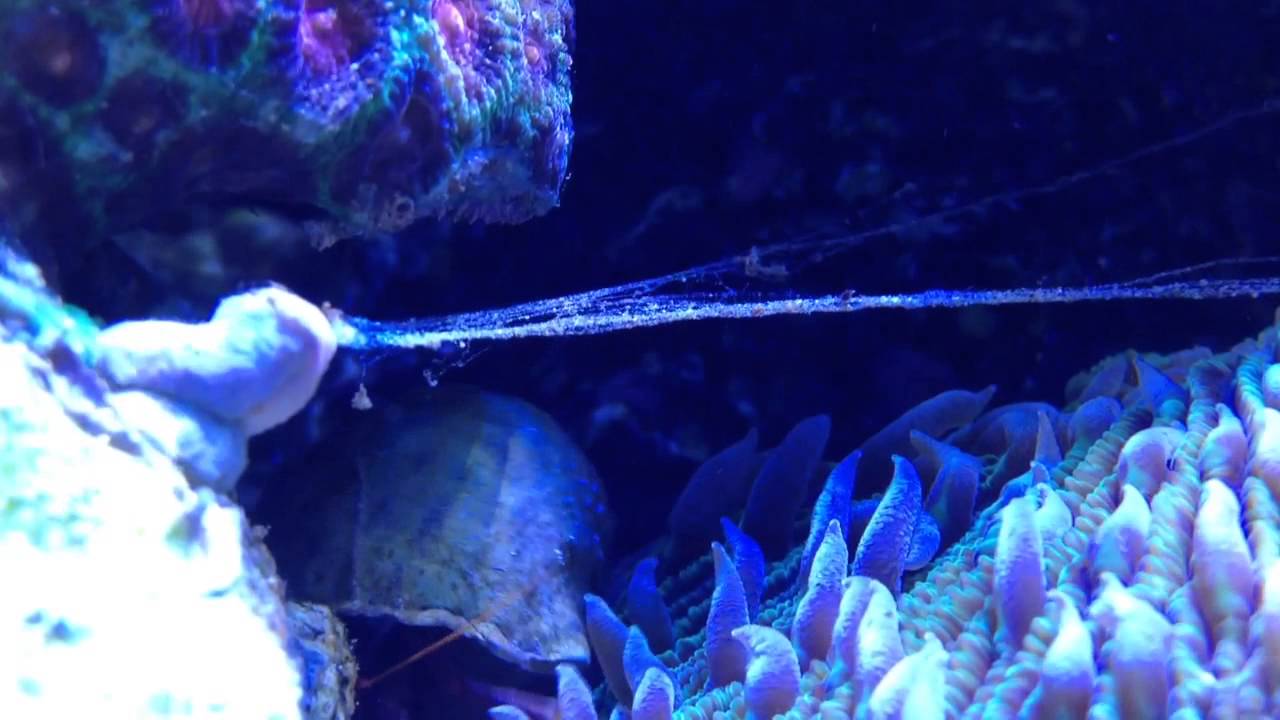 Filter feeding tube worm - YouTube