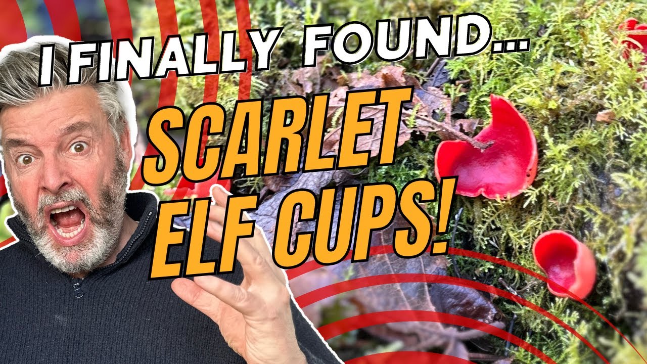 I FINALLY FOUND - SCARLET ELF CUPS - YouTube