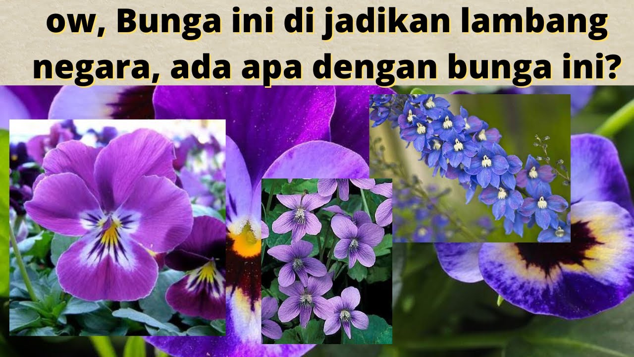 Fakta Unik Bunga Violet - YouTube