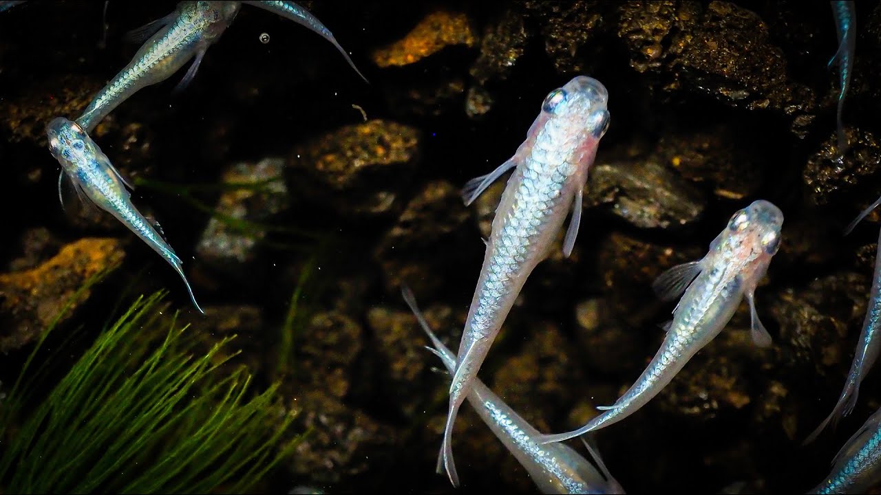 ⁴ᴷ ᵁˡᵗʳᵃ ᴴᴰ '𝐏𝐥𝐚𝐭𝐢𝐧𝐮𝐦 𝐖𝐡𝐢𝐭𝐞' 𝐌𝐞𝐝𝐚𝐤𝐚 (𝐎𝐫𝐲𝐳𝐢𝐚𝐬 𝐥𝐚𝐭𝐢𝐩𝐞𝐬) 𝐢𝐧 𝐨𝐮𝐭𝐝𝐨𝐨𝐫 𝐩𝐨𝐧𝐝 ...