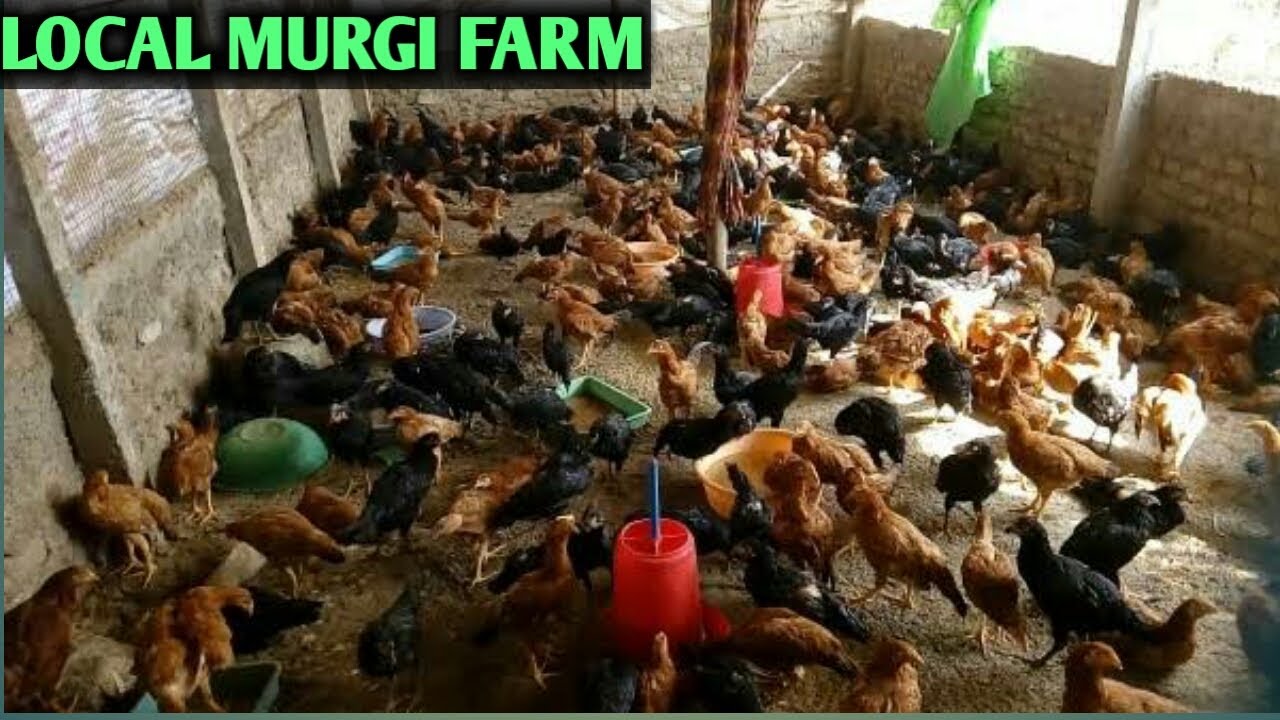 LOCAL MURGI FARM // HOW TO START A LOCAL MURGI FARM // IN ASSAMESE ...