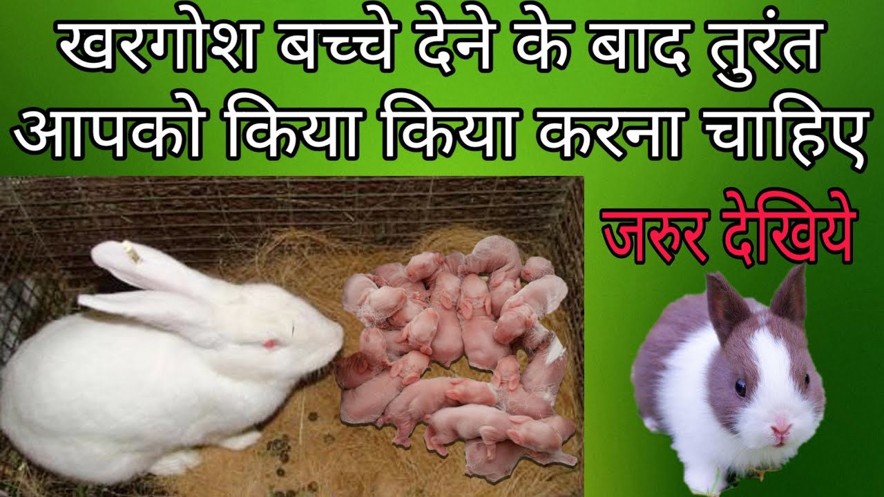 खरगोश बचे देने के बाद किया करना चाहिए? What to do with Delivered ...